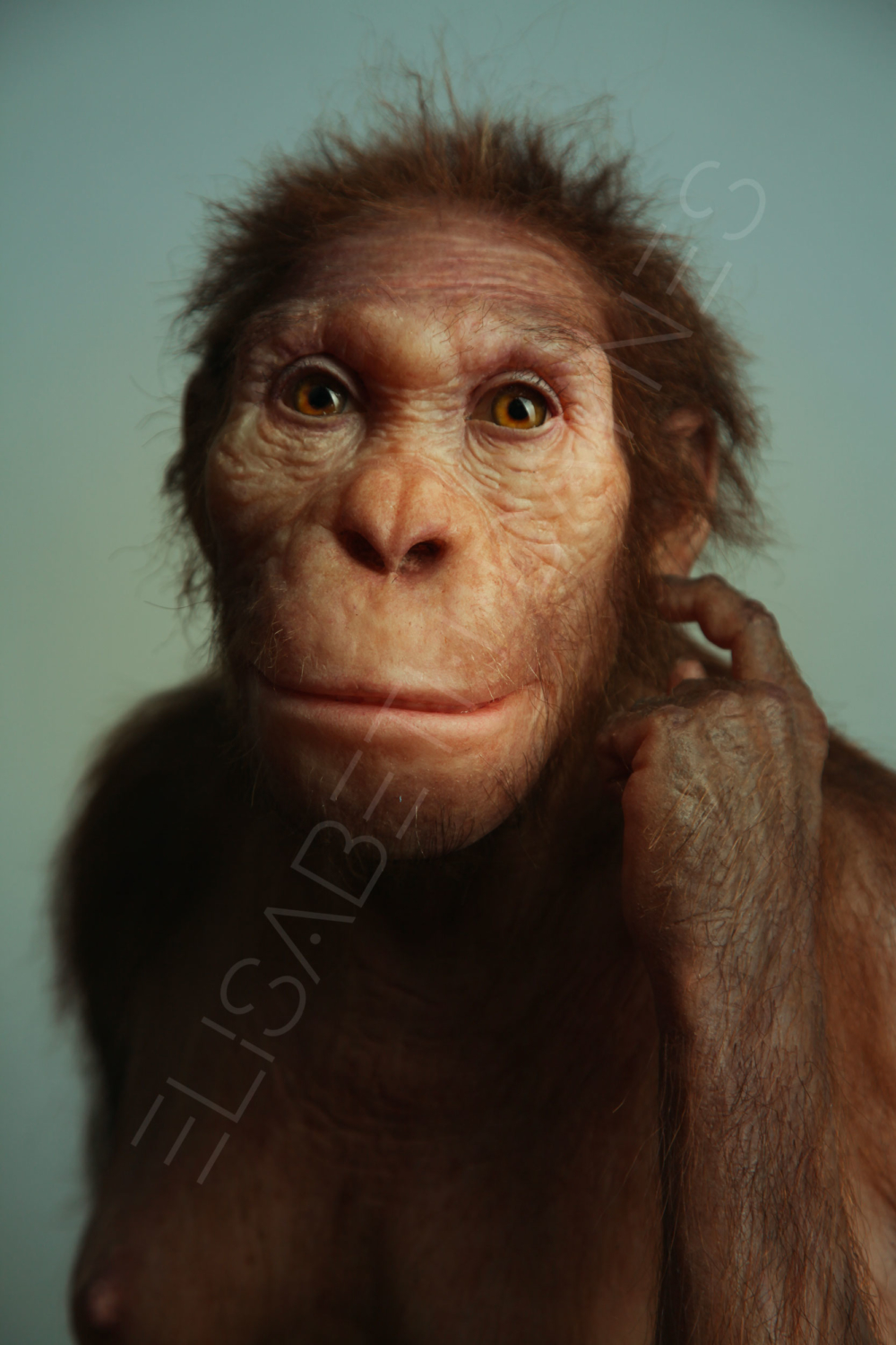 Paleoart | Reconstructions - Elisabeth DAYNES